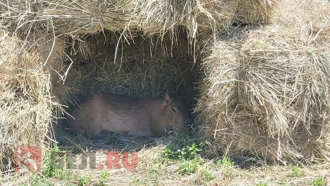 «Живот чешут по расписанию»: как себя чувствует испуганная белгородцами ...
